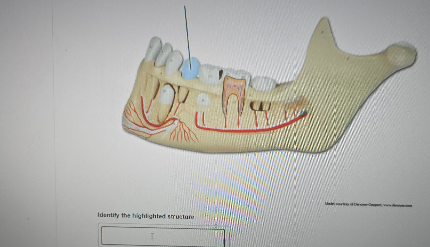 Identify the highlighted structure. [Input | StudyX