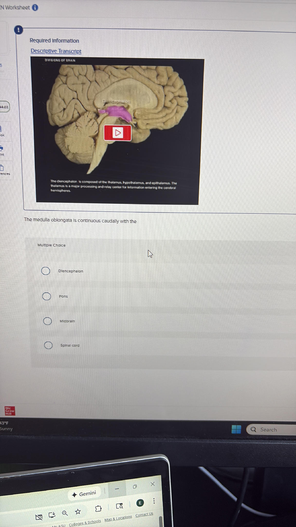 The diencephalon is composed of the | StudyX