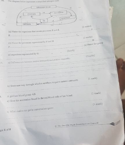 The diagram below represents a simplified | StudyX