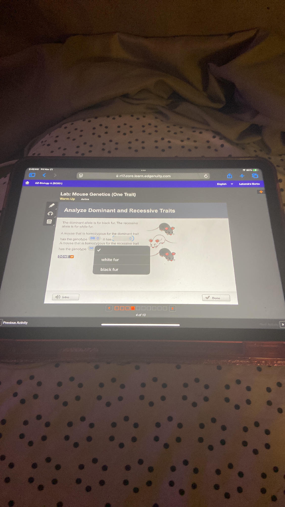 Lab: Mouse Genetics (One Trait) Warm-Up | StudyX