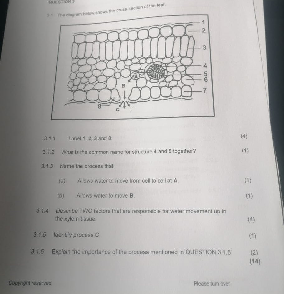 The diagram below shows the cross-section of | StudyX