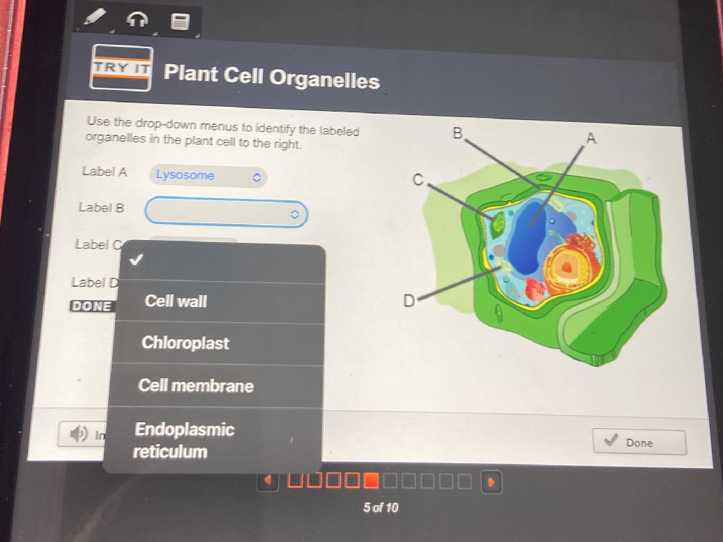 TRY IT Plant Cell Organelles Use the | StudyX
