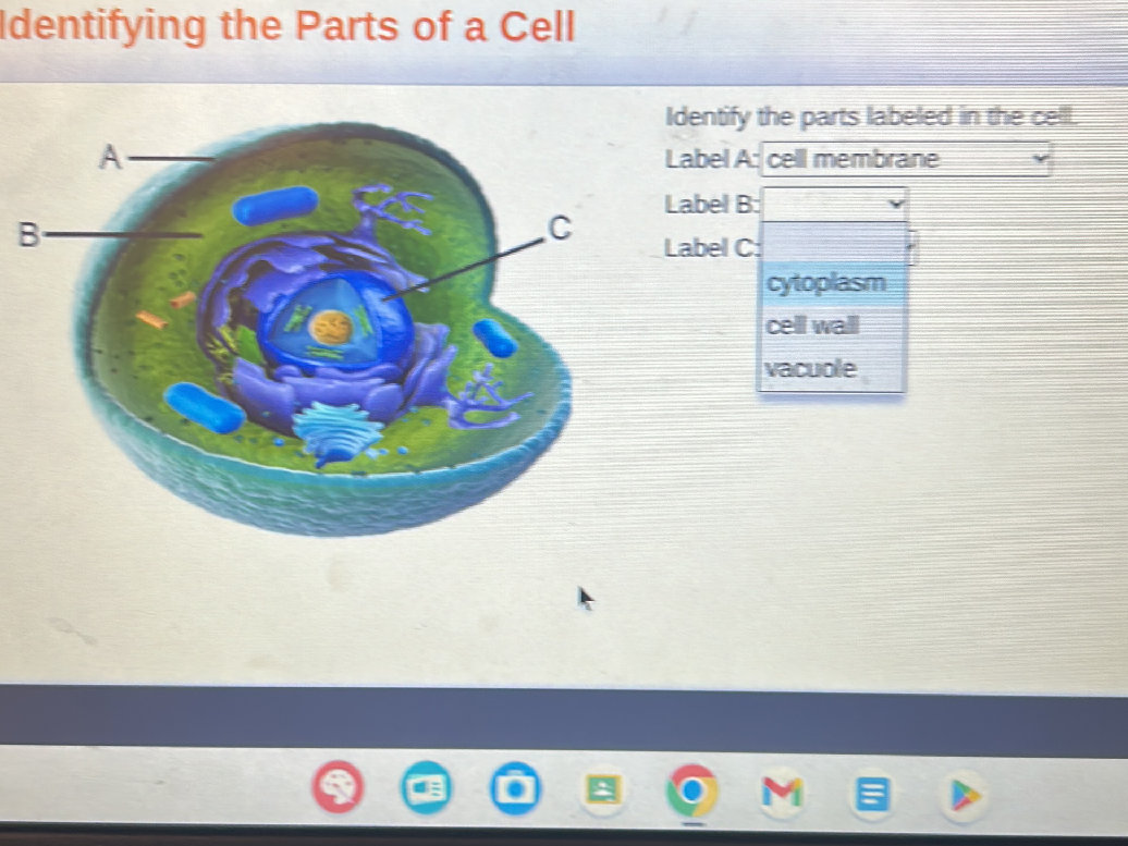 Identifying the Parts of a Cell Identify | StudyX
