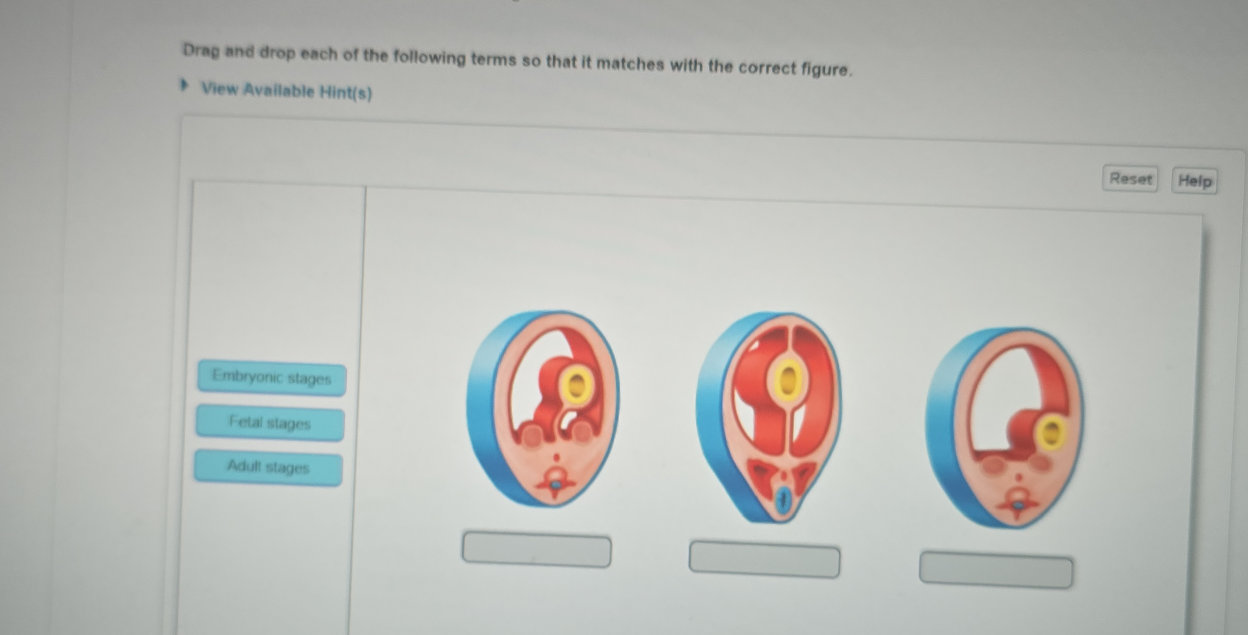 Drag and drop each of the following terms so | StudyX