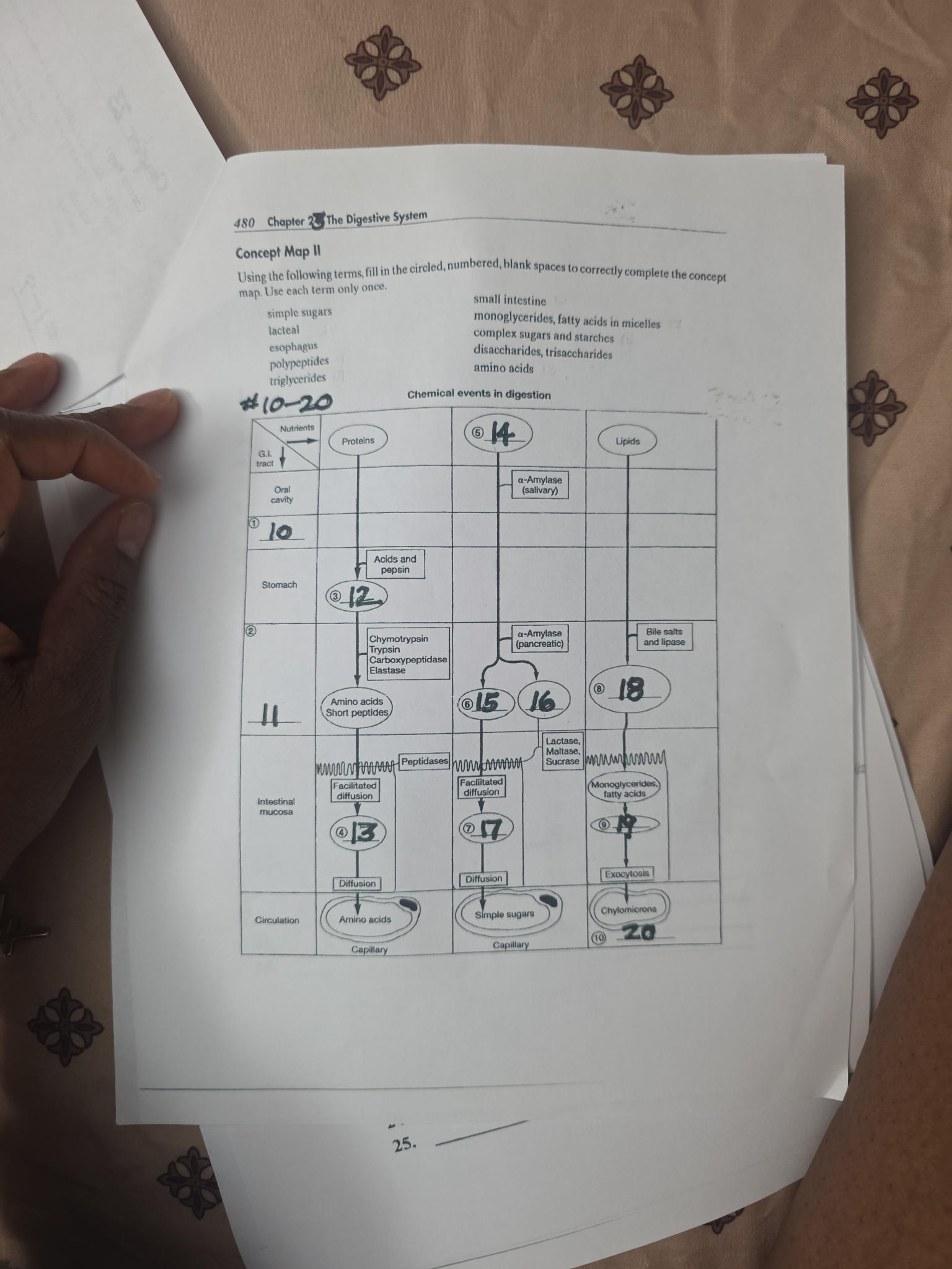 Chapter 22 The Digestive System Concept Map | StudyX
