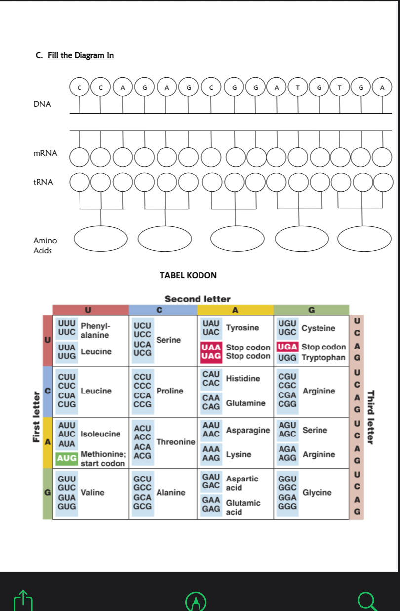 C. Fill the Diagram In DNA C C A G A G C G | StudyX