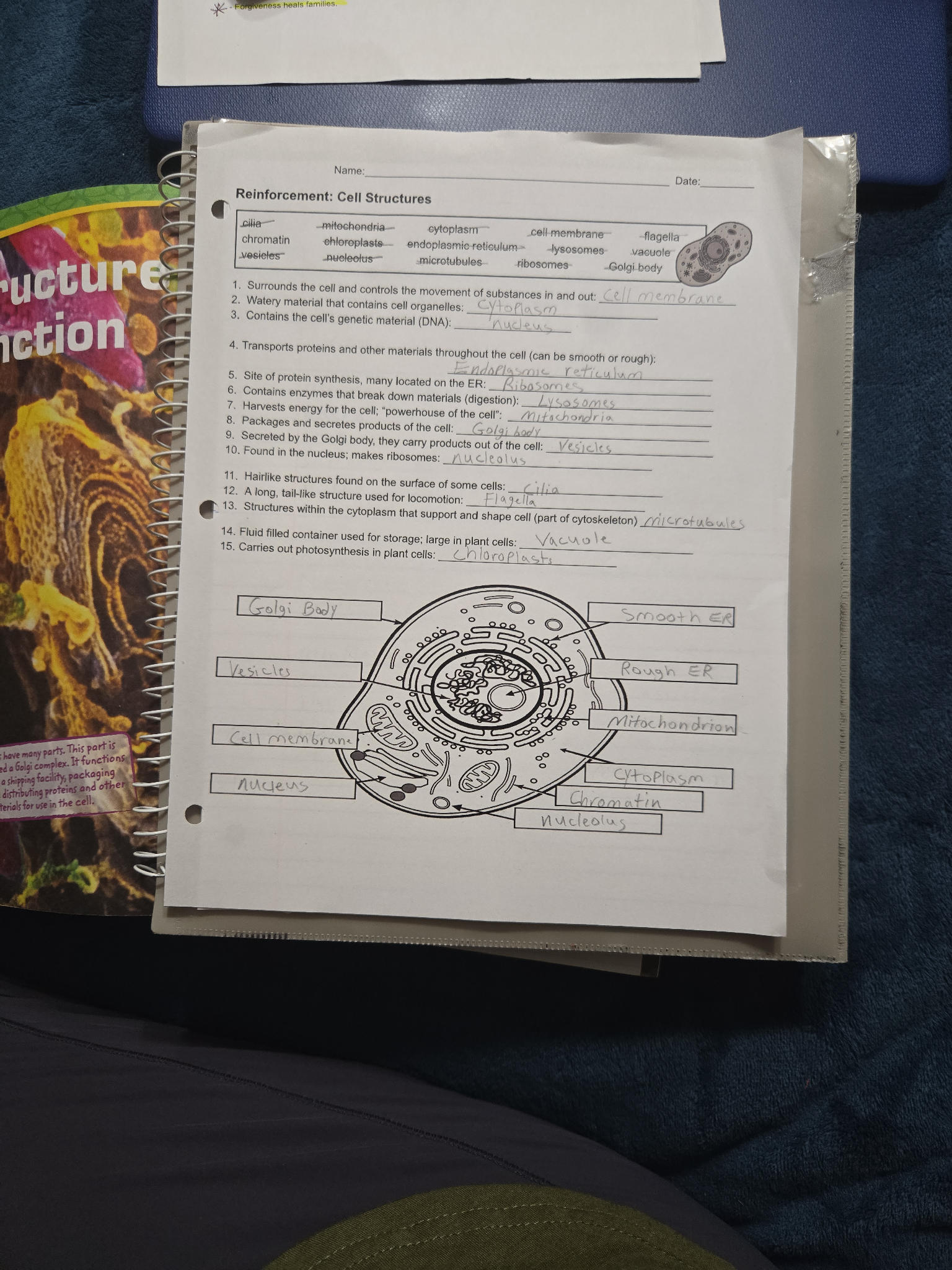 Reinforcement: Cell Structures **Word | StudyX
