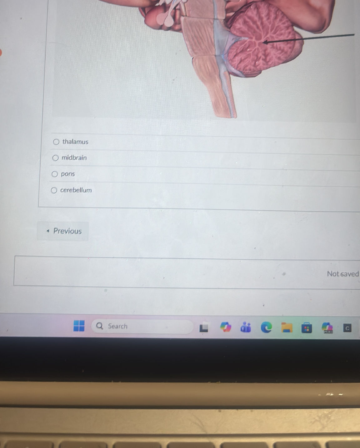 Identify the structure indicated by the | StudyX