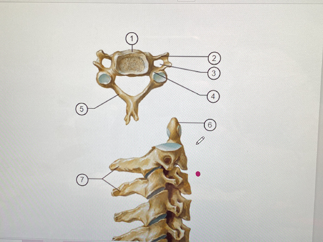 Identify the structures labeled 1 through 7 | StudyX