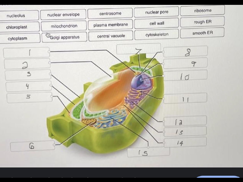 Identify the labeled structures (1-15) in | StudyX