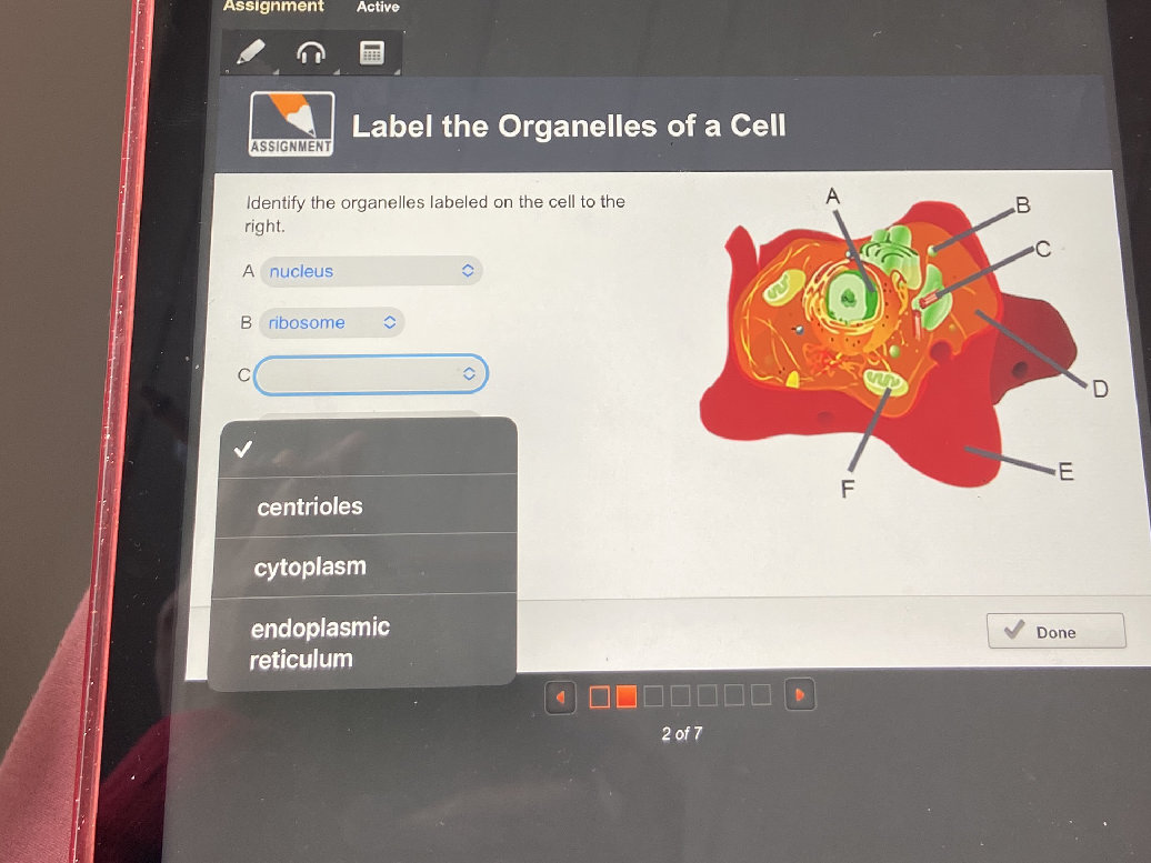 Identify the organelles labeled on the cell | StudyX