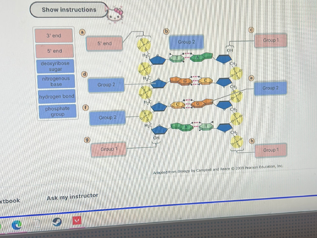 Identify the components of the DNA double | StudyX