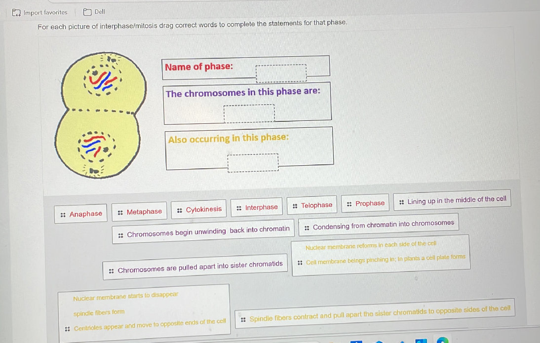 For each picture of interphase/mitosis drag | StudyX