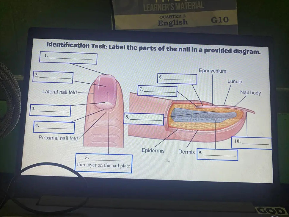 Identification Task: Label the parts of the | StudyX