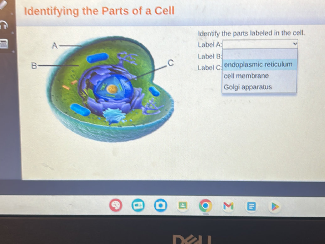 Identify the parts labeled in the cell. | StudyX