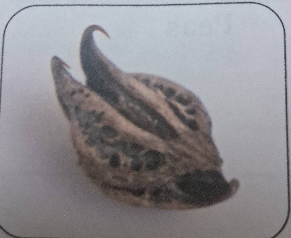 This image shows a seed pod or fruit | StudyX