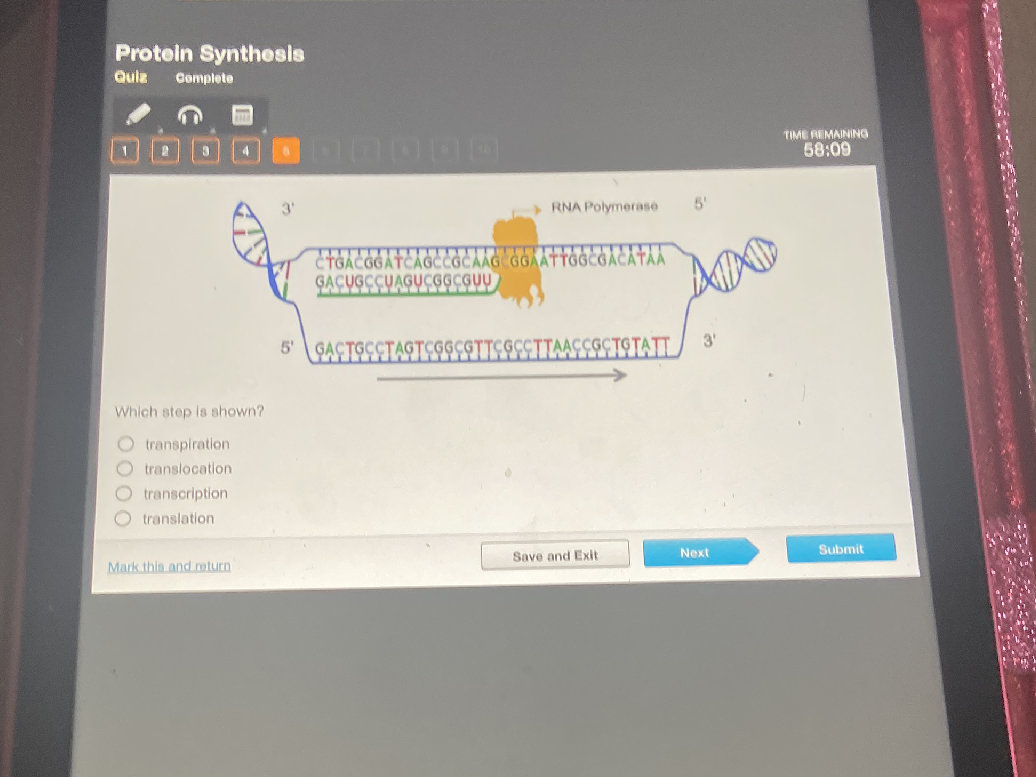 Protein Synthesis Which step is shown? - | StudyX
