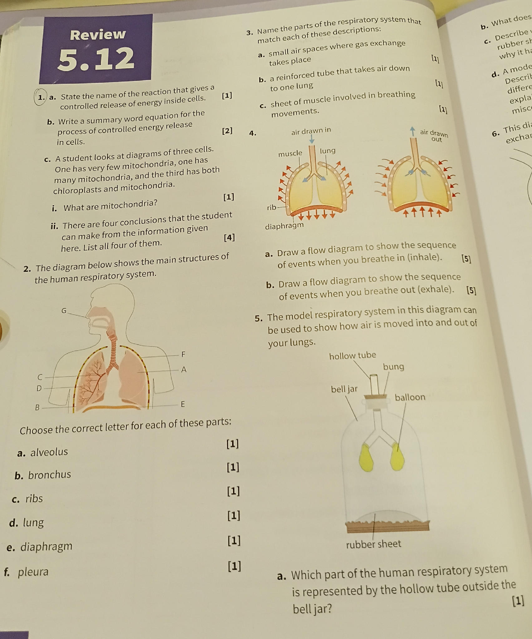 3. Name the parts of the respiratory system | StudyX