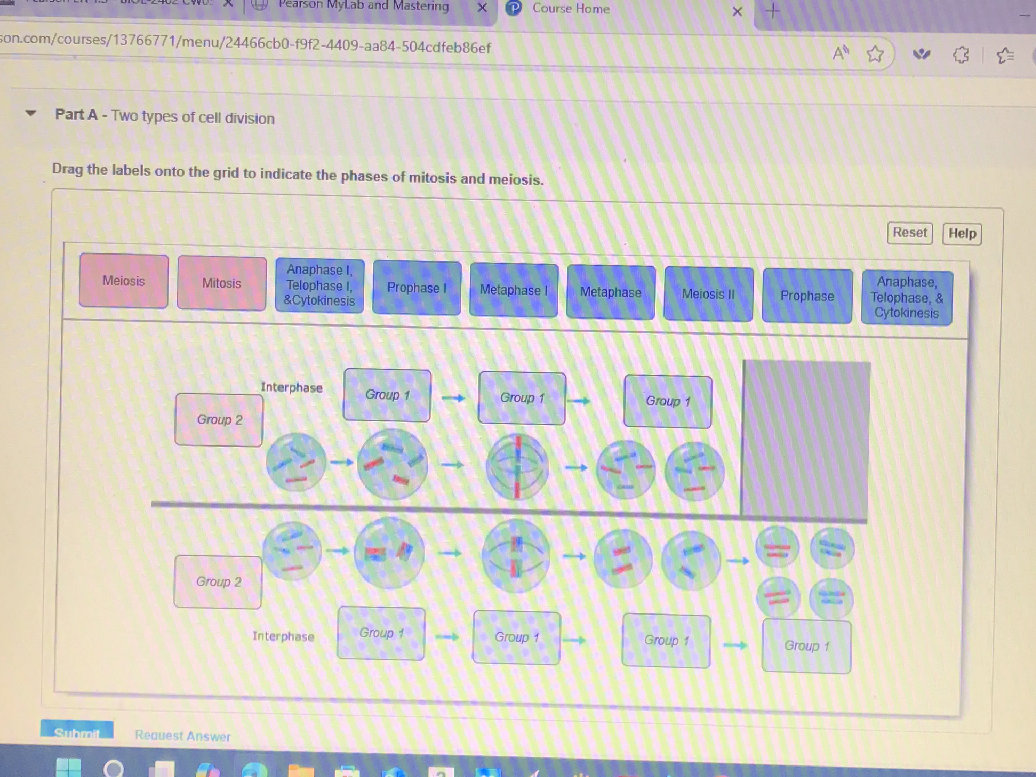 Part A - Two types of cell division Drag | StudyX