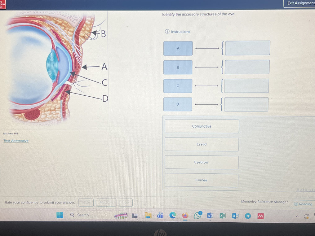 Identify the accessory structures of the | StudyX