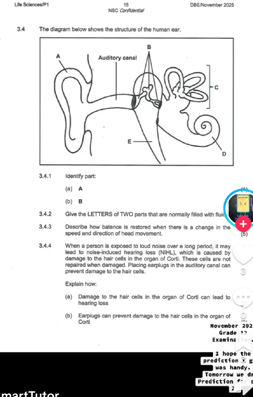 The diagram below shows the structure of the | StudyX