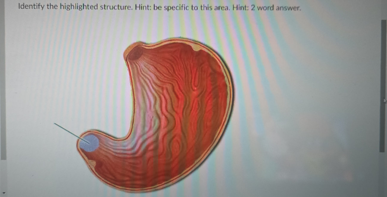 Identify the highlighted structure. Hint: be | StudyX