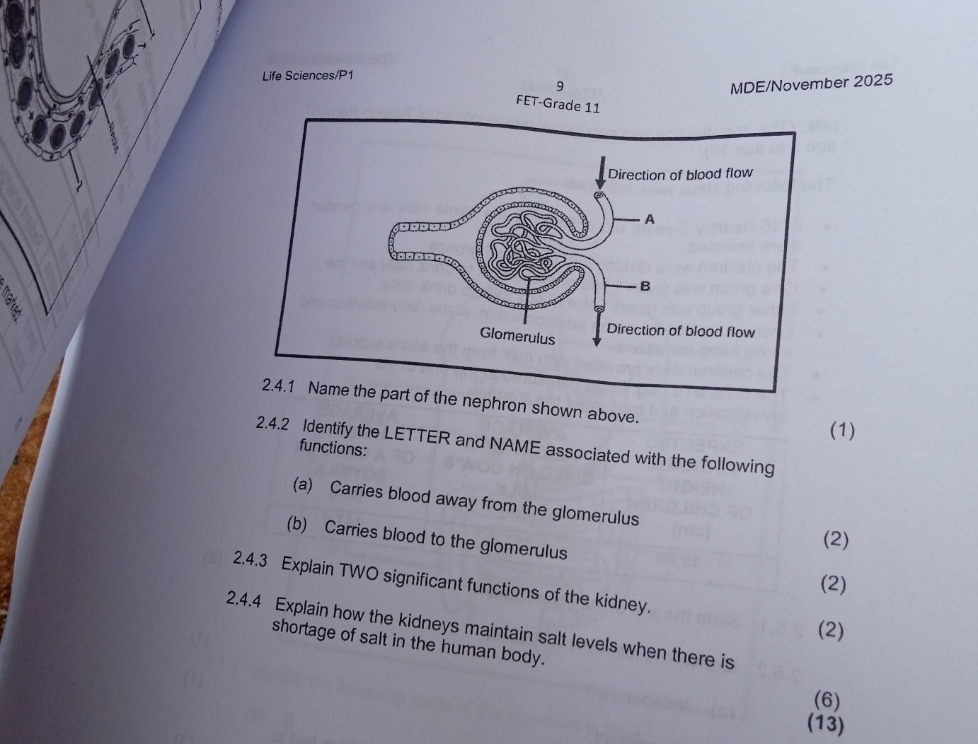 Diagram showing a part of the nephron with a | StudyX