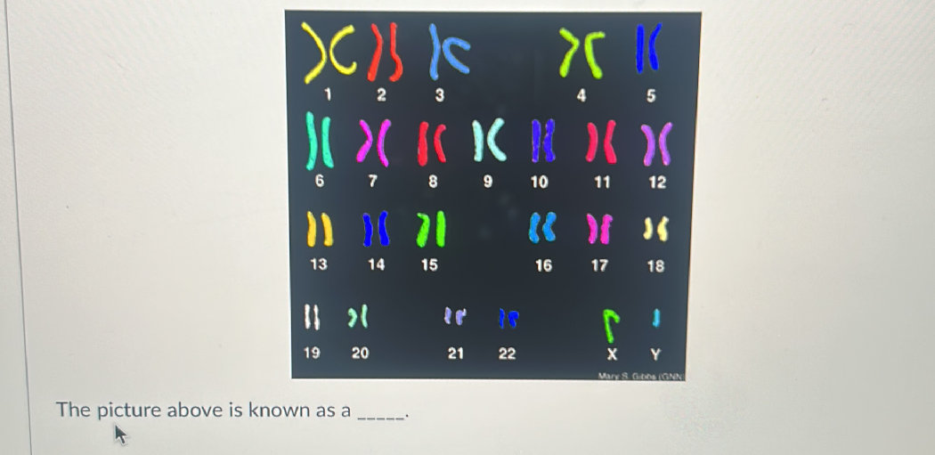 Identify the biological term for the picture | StudyX