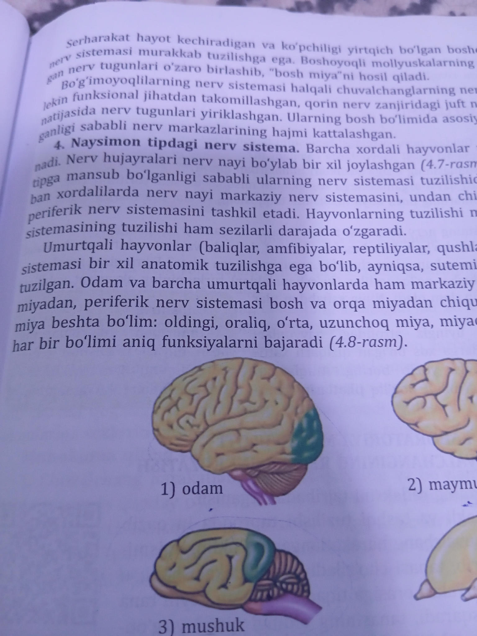 4. Naysimon tipdagi nerv sistema. Barcha | StudyX