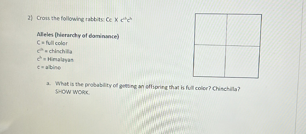 2) Cross the following rabbits: $Cc | StudyX