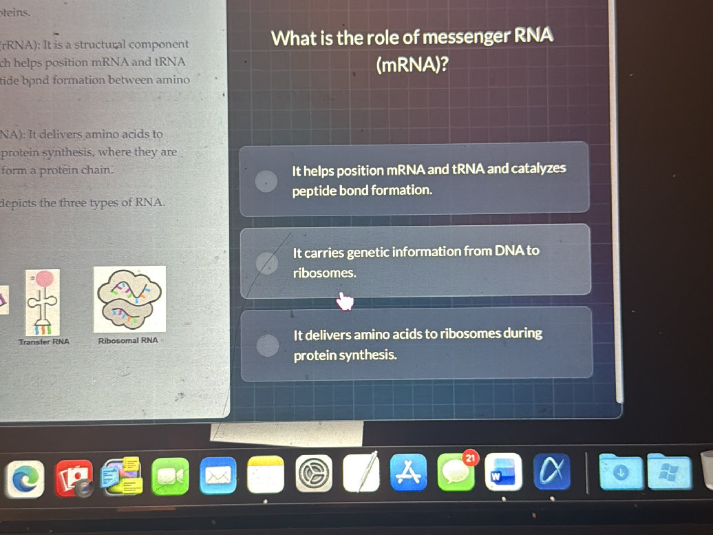 What is the role of messenger RNA (mRNA)? | StudyX