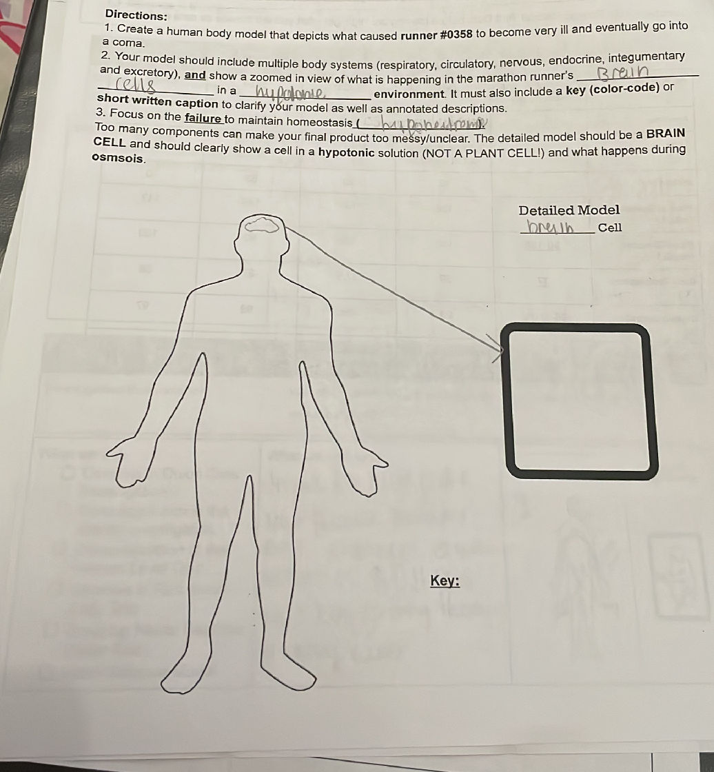 Directions: 1. Create a human body model | StudyX