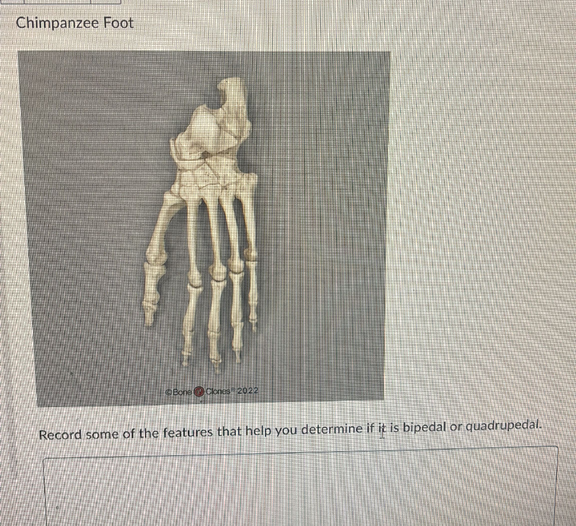 Chimpanzee Foot Record some of the features | StudyX