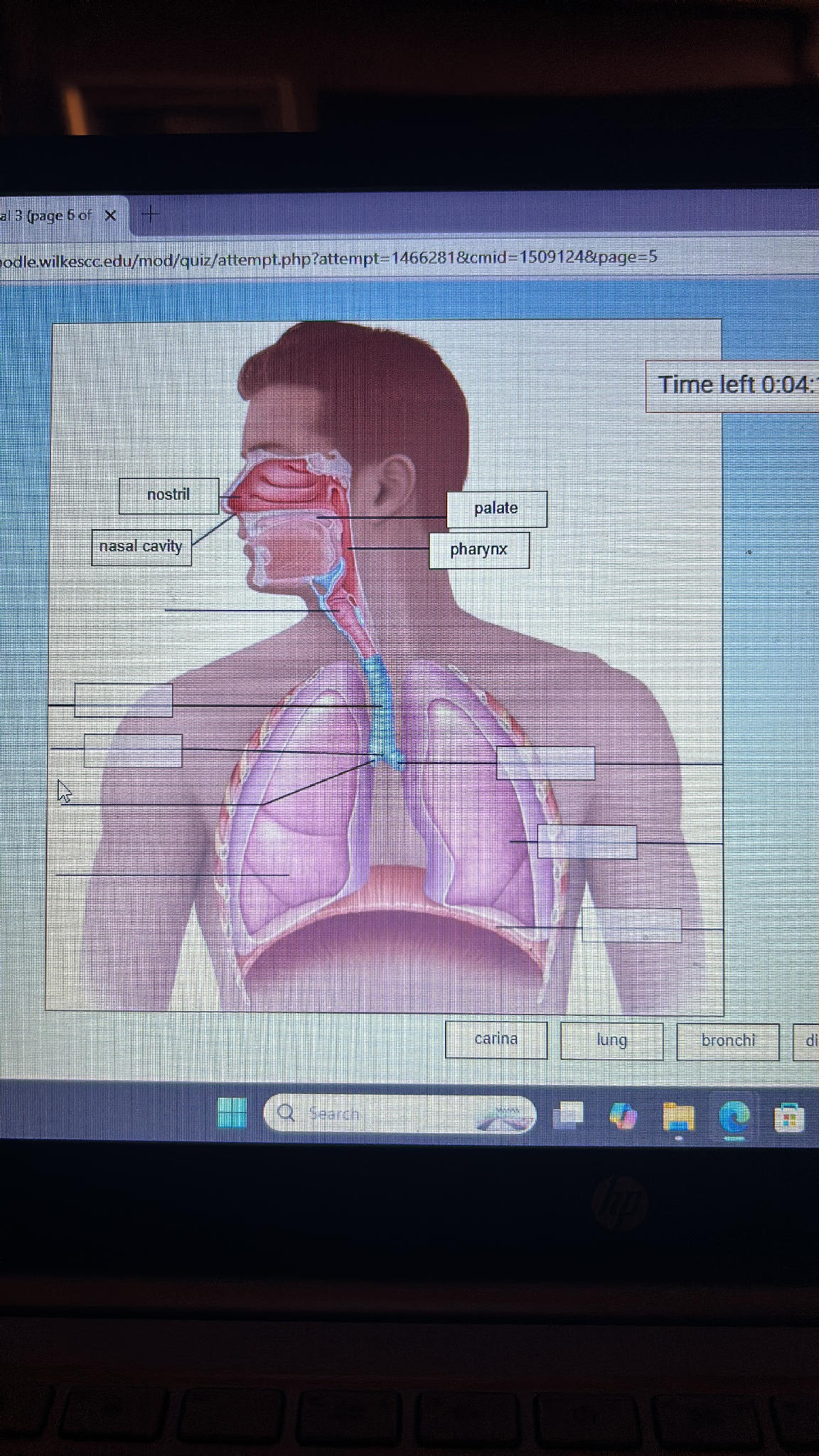 Identify the parts of the human respiratory | StudyX