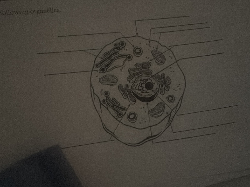 Identify the following organelles. [Diagram | StudyX
