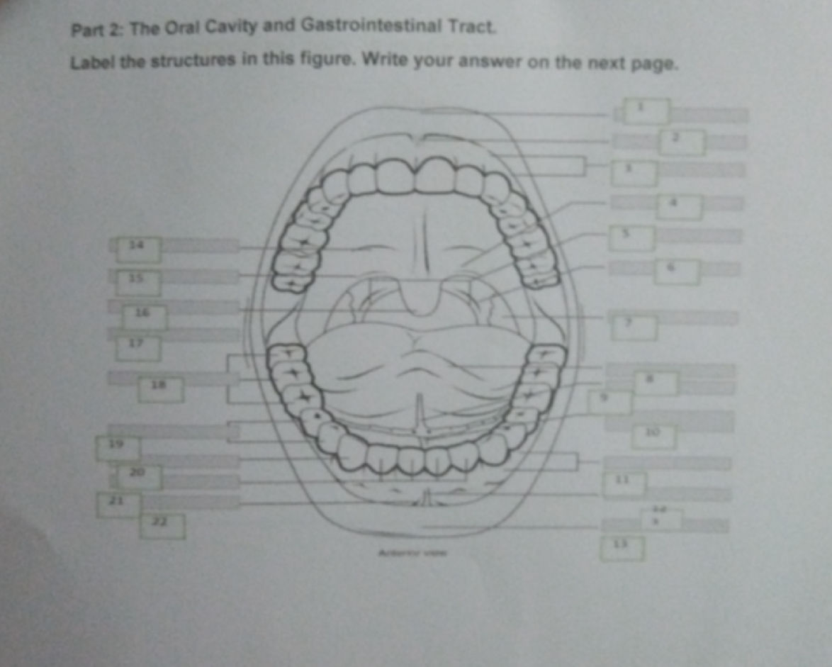 Part 2: The Oral Cavity and Gastrointestinal | StudyX