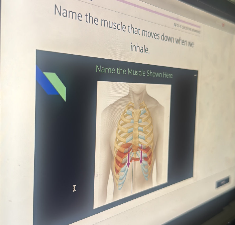 Name the muscle that moves down when we