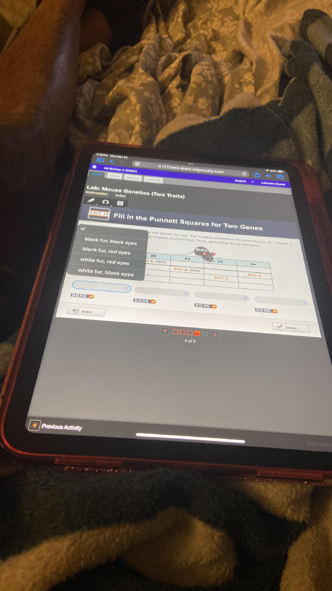 Lab: Mouse Genetics (Two Traits) TRY IT | StudyX