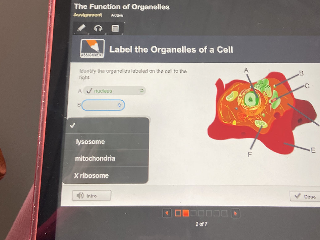 The Function of Organelles **Label the | StudyX