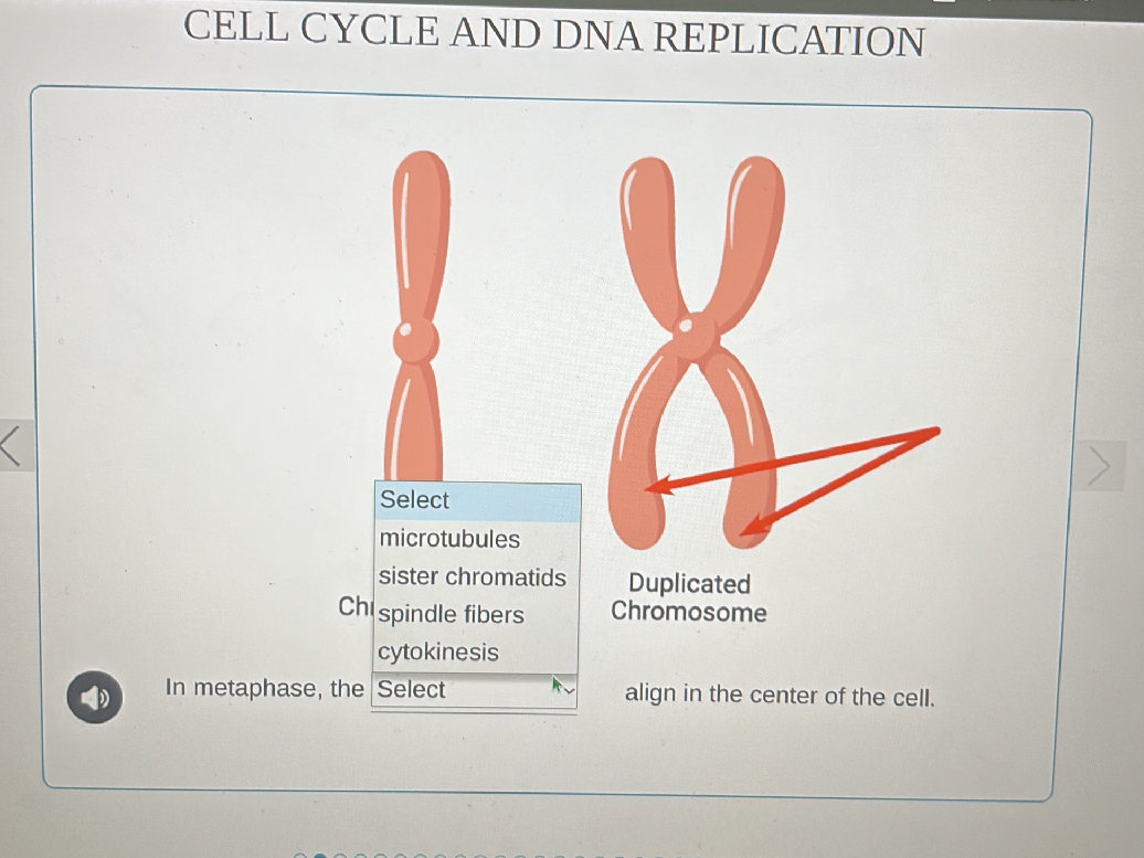CELL CYCLE AND DNA REPLICATION In | StudyX