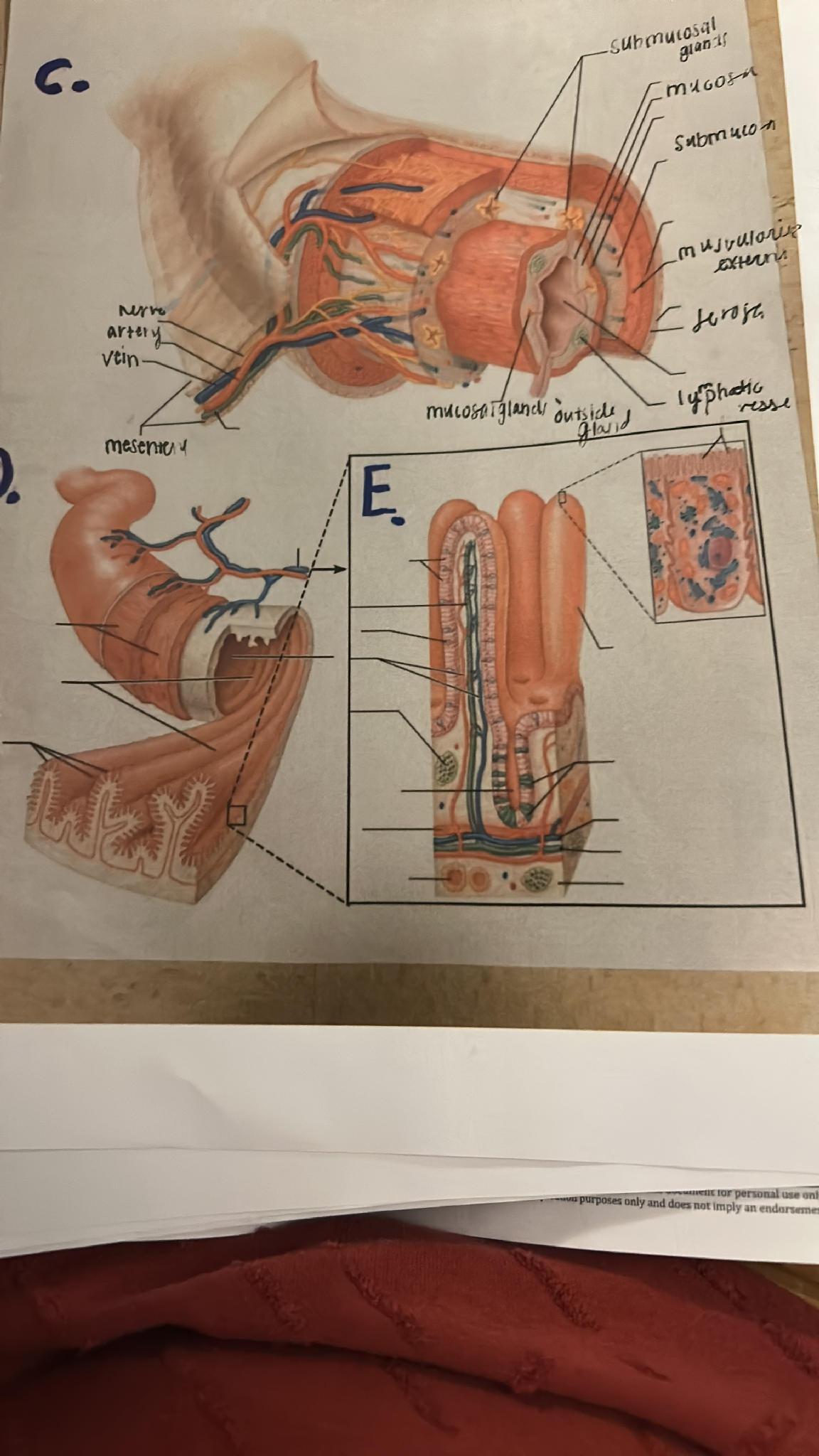 This image contains three anatomical | StudyX