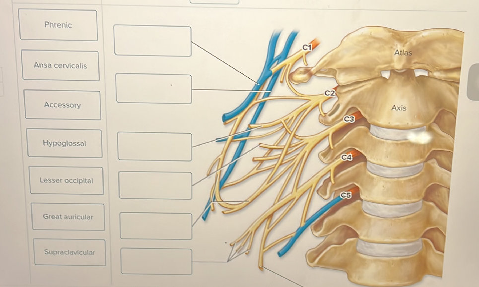 Identify the labeled nerves on the diagram | StudyX