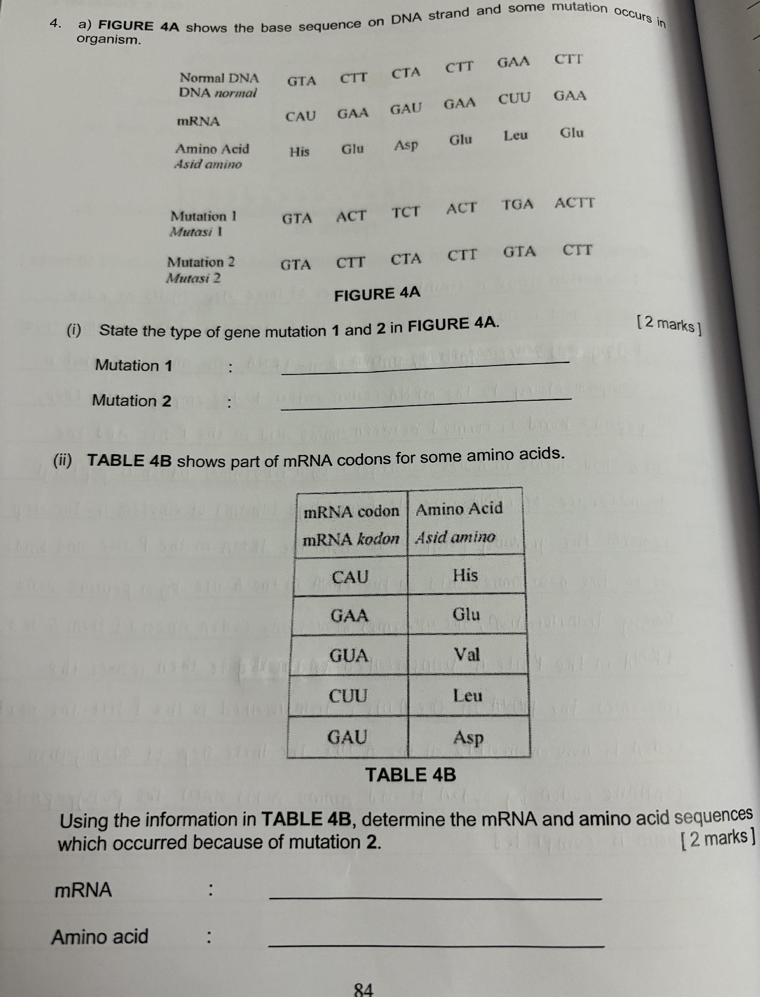 a) FIGURE 4A shows the base sequence on DNA | StudyX