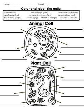 Color and label the cells: cell membrane | StudyX