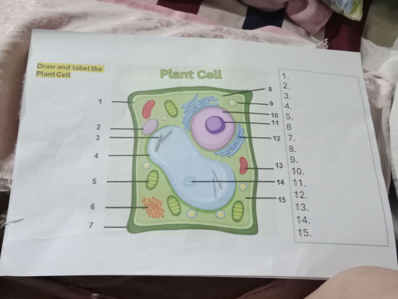 Draw and label the Plant Cell 1. 2. 3. 4. | StudyX