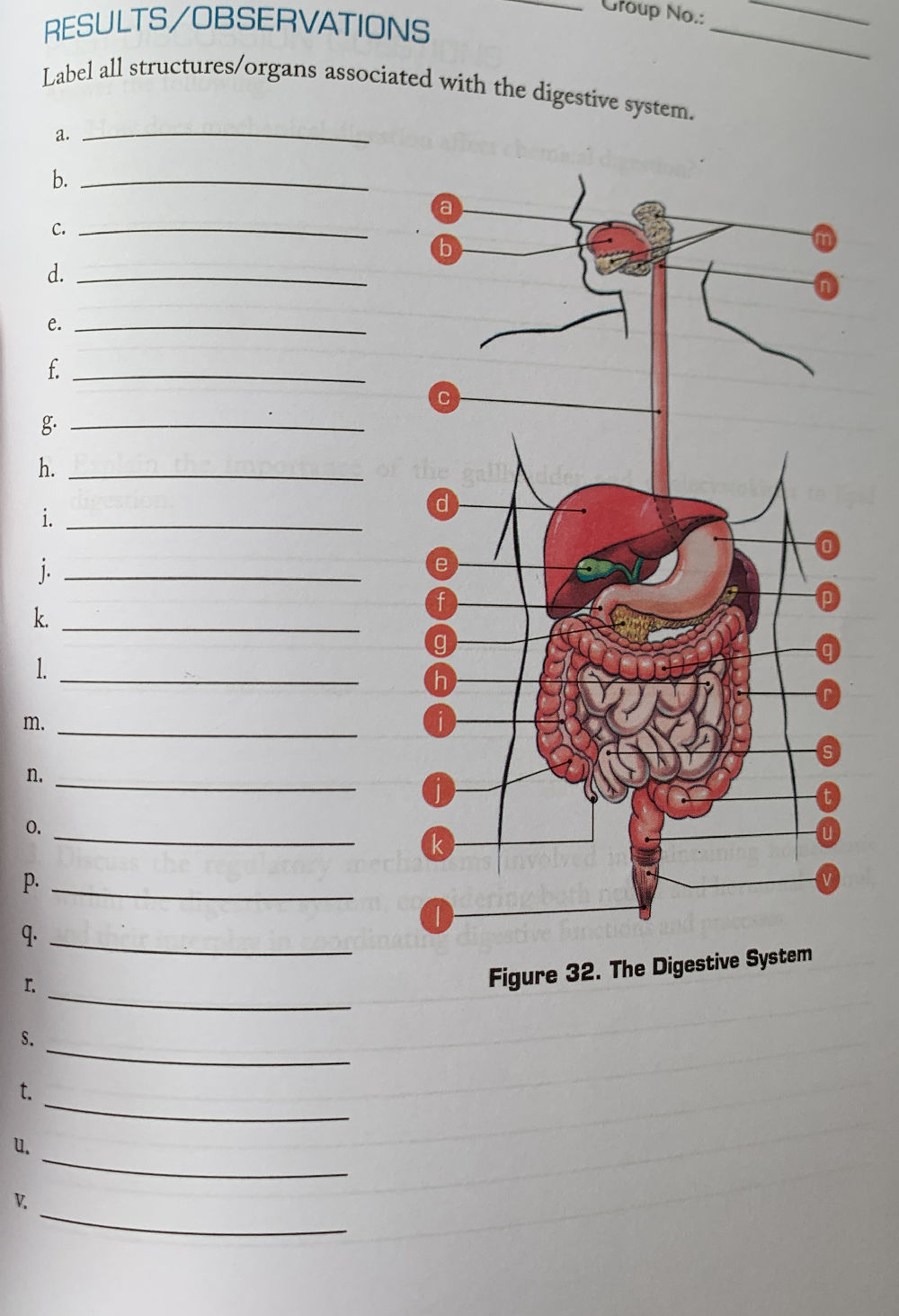 Label all structures/organs associated with | StudyX