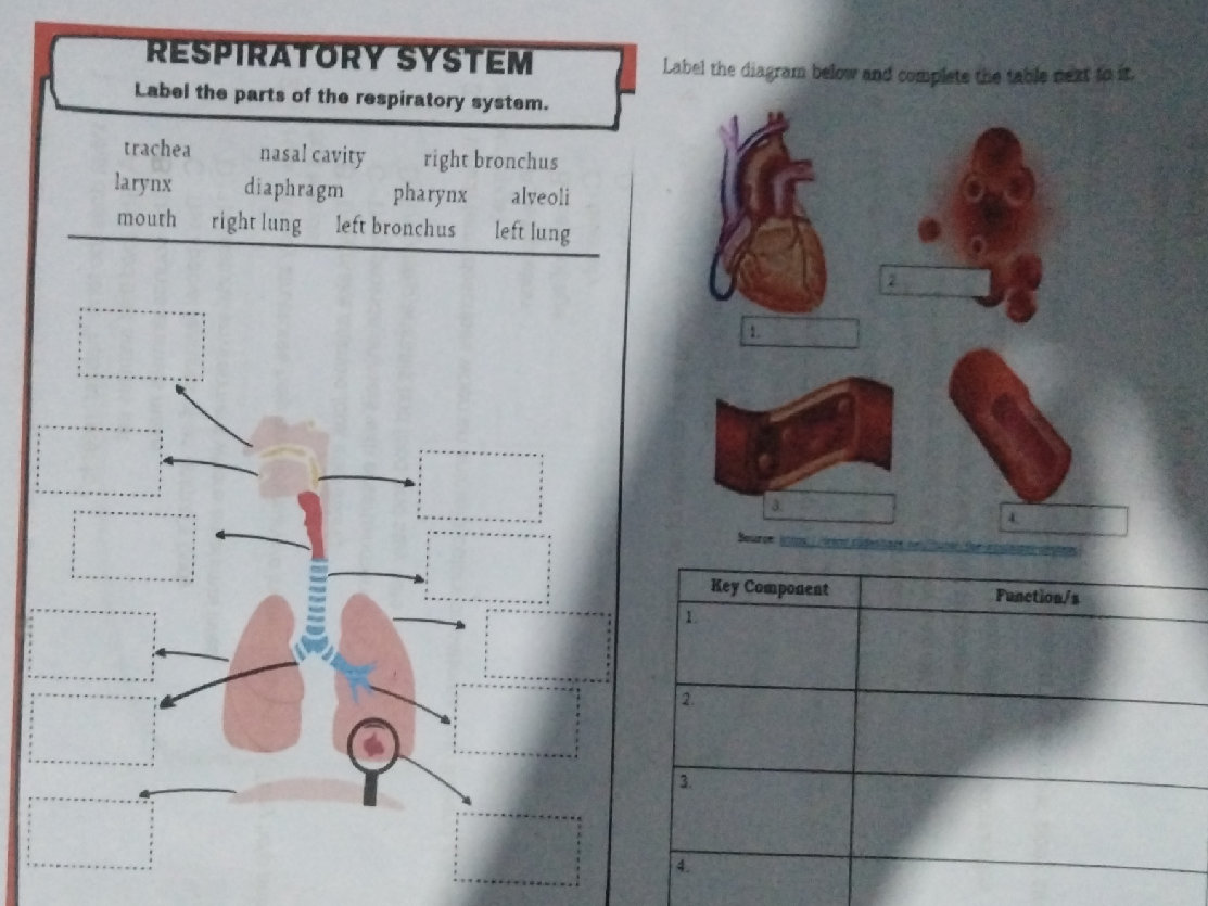 RESPIRATORY SYSTEM Label the parts of the | StudyX