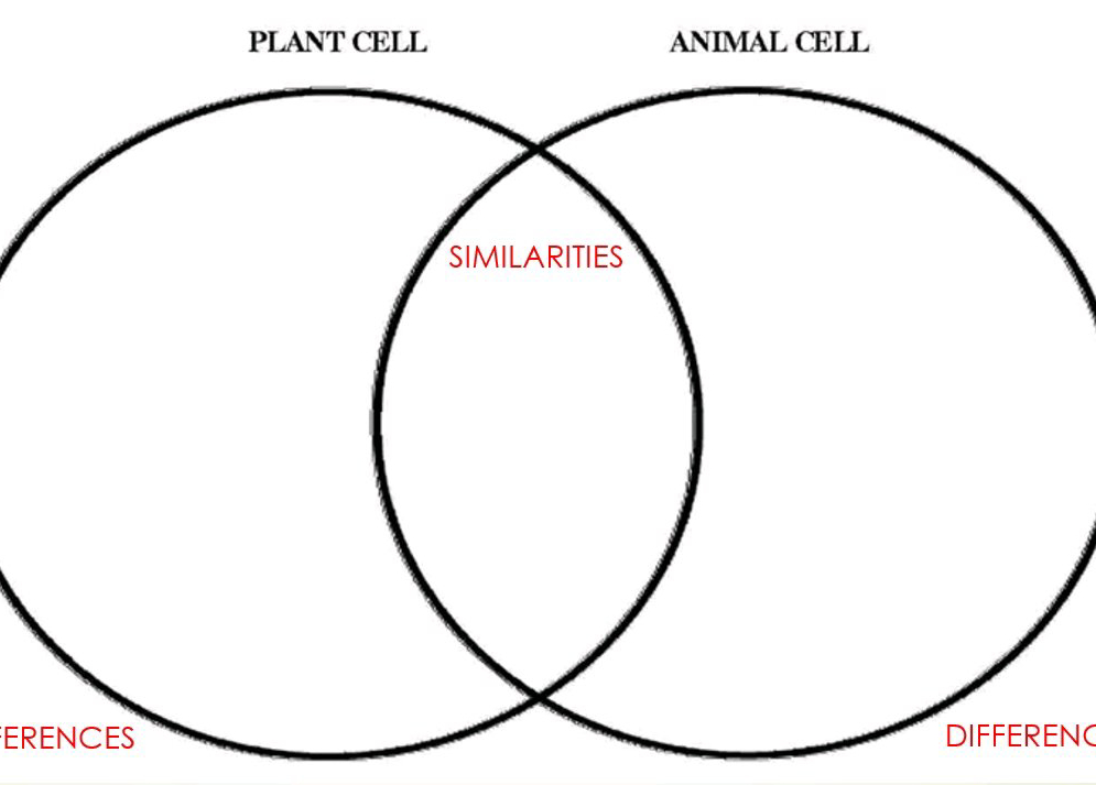 PLANT CELL ANIMAL CELL SIMILARITIES | StudyX