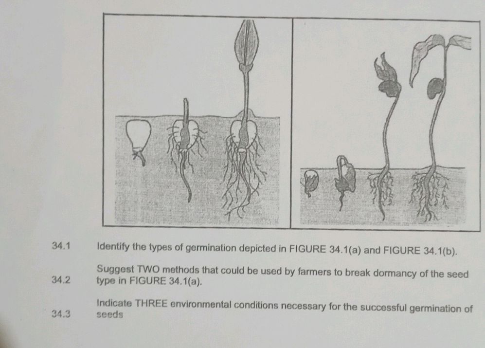34.1 Identify the types of germination | StudyX