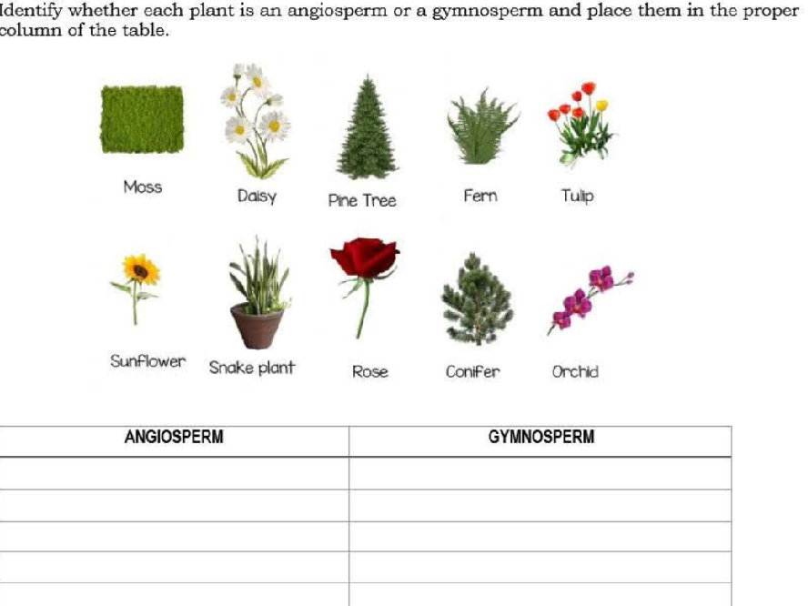 Identify whether each plant is an angiosperm | StudyX
